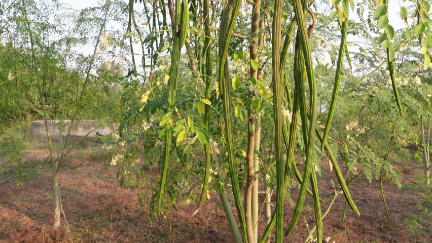 178 Moringa oleifera leaf Stock Video Footage - 4K and HD Video Clips ...