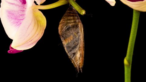 Cocoon Butterfly Broken Butterfly Cocoons Pinned Stock Footage Video ...