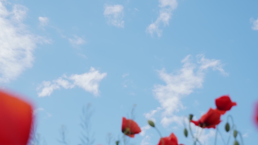 3,875 Poppies with blue background Stock Video Footage - 4K and HD ...