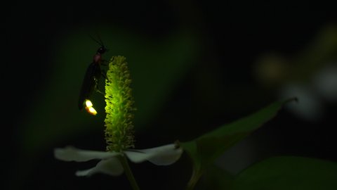 Fireflies Stock Video Footage - 4K and HD Video Clips | Shutterstock