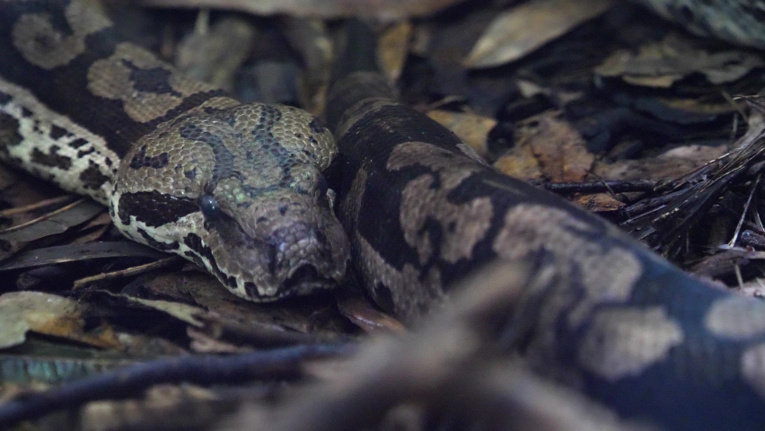 Royal python in trees Stock Video Footage - 4K and HD Video Clips ...