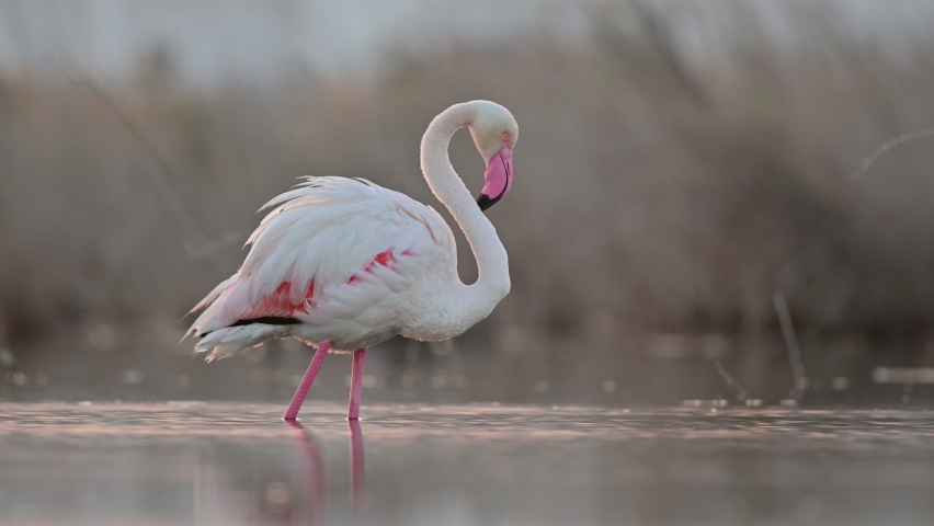 National bird of bahrain Stock Video Footage - 4K and HD Video Clips ...