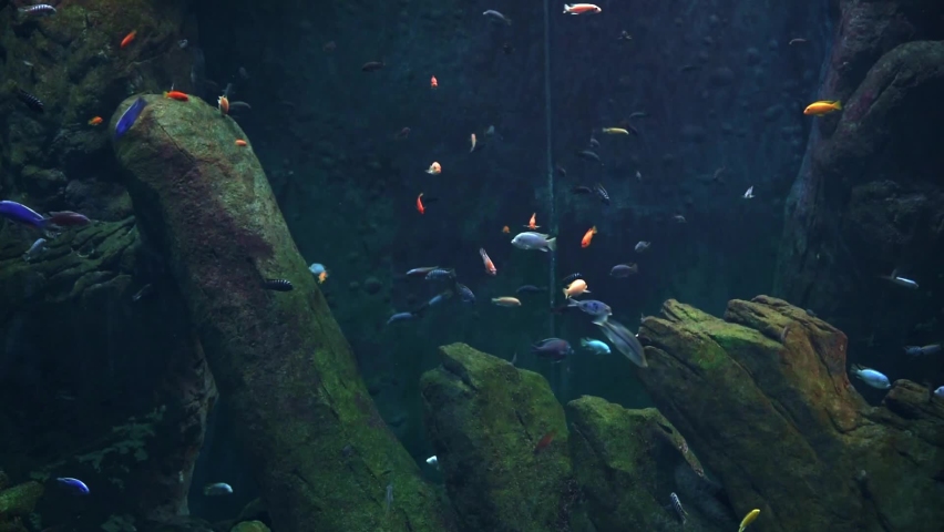 colorful fishes deep under water sea Stock Footage Video (100% Royalty ...