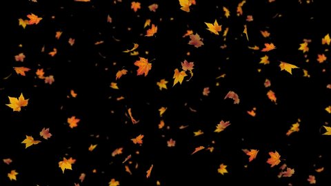 Maple Leaf Fall Animation Autumn Maple Stock Footage Video (100% ...