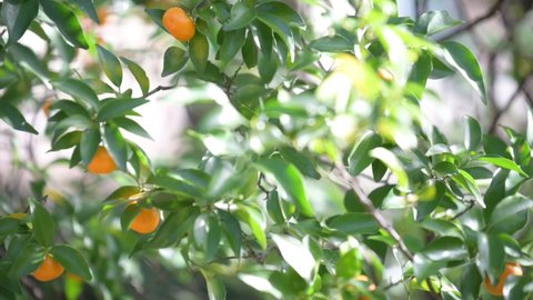 Closeup Mikan Tangerine Tree Filmed 120fps Stock Footage Video (100% ...