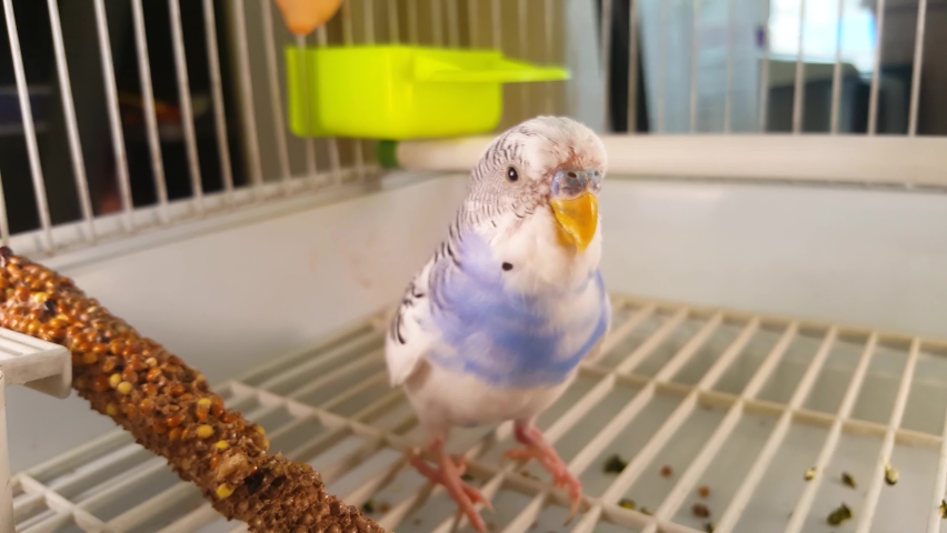 Parrot looking down Stock Video Footage - 4K and HD Video Clips ...