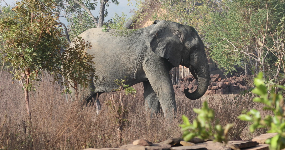 Mole national park Stock Video Footage - 4K and HD Video Clips ...