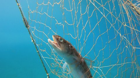 4kcaught Fish Net Hanging Boat Under Stock Footage Video (100% Royalty ...