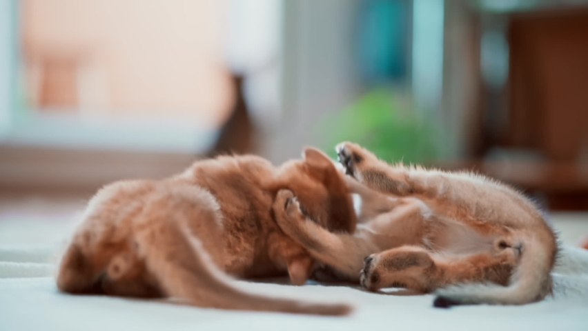 Cute Fluffy Kittens Abyssinian Cat Playing Stock Footage Video (100% ...