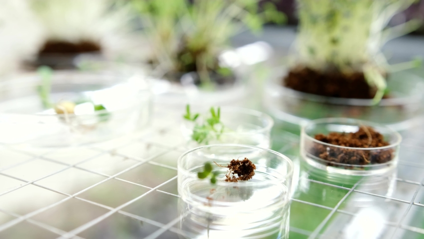 fresh microgreens test tubes laboratory study Stock Footage Video (100% ...