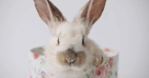 Cute Little Bunny Poses On White Stock Footage Video (100% Royalty-free ...