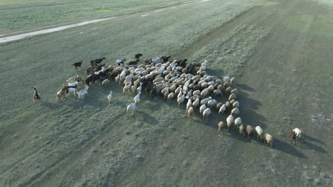 Uncontrolled Grazing Sheeps Steppe Leading Complete Stock Footage Video ...