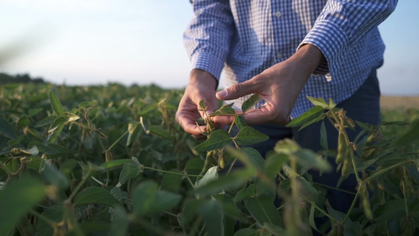 326 Agronomy problem Stock Video Footage - 4K and HD Video Clips ...