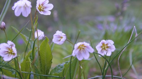 Alp Lily Lloydia Gagea Serotina Alpine Stock Footage Video (100% ...