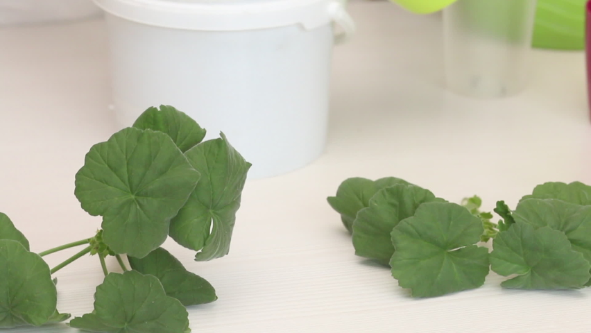 Geranium cutting Stock Video Footage - 4K and HD Video Clips | Shutterstock