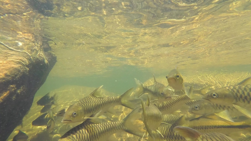 Sri lanka aquarium fish Stock Video Footage - 4K and HD Video Clips ...