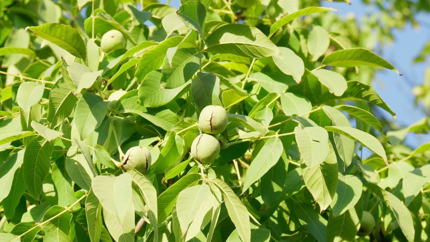 walnut nut any tree genus juglans Stock Footage Video (100% Royalty ...