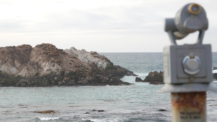 Seal Sea Lion Rookery Wild Animals Stock Footage Video (100% Royalty ...