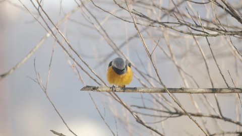 Eastern Yellow Robin Eopsaltria Australis Pooping Stock Footage Video ...