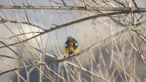 Bird poop Stock Video Footage - 4K and HD Video Clips | Shutterstock