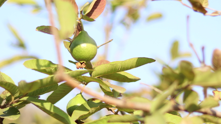 Green guava leaves Stock Video Footage - 4K and HD Video Clips ...