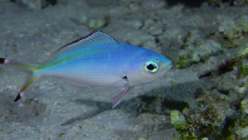 Suez fusilier Stock Video Footage - 4K and HD Video Clips | Shutterstock