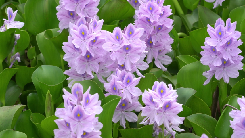 Water hyacinth flower Stock Video Footage - 4K and HD Video Clips ...