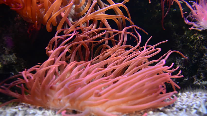 pink sea anemone moving by water Stock Footage Video (100% Royalty-free ...