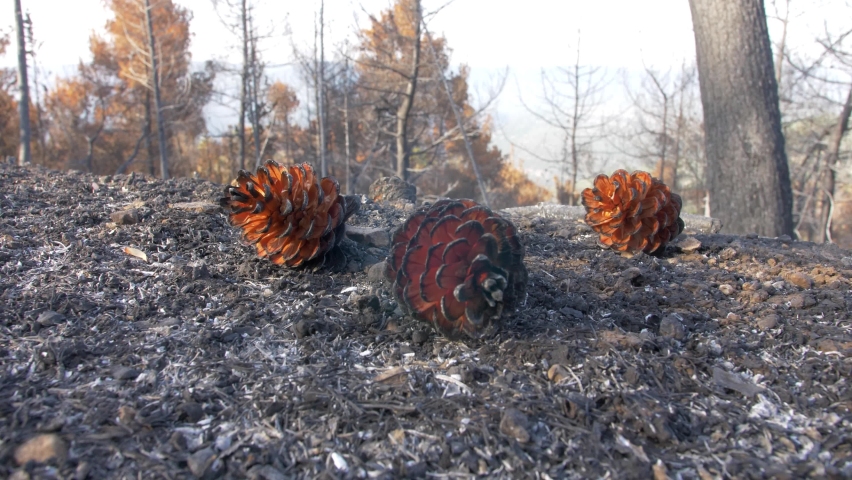 burnt pine cones after forest fire Stock Footage Video (100% Royalty ...