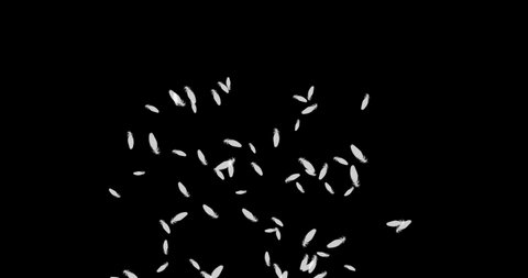 Animation Bird Feather Explosion Animation Falling Stock Footage Video ...