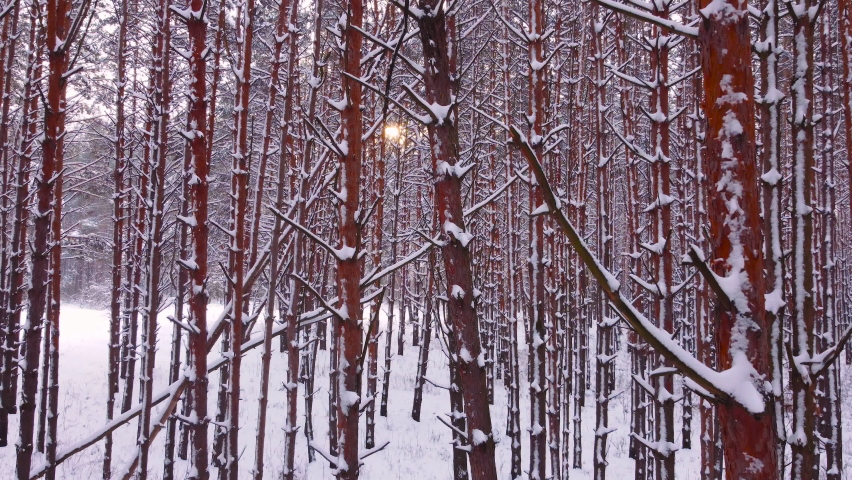 flying through winter forest sunset aerial Stock Footage Video (100% ...