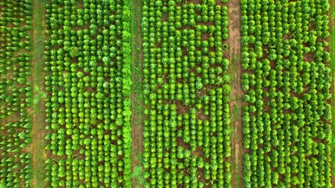 Top View Afforestation Area Tree Population Stock Footage Video (100% ...