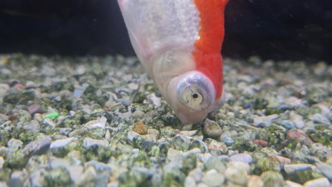 Fish Eating Food On Sea Stock Footage Video (100% Royalty-free ...