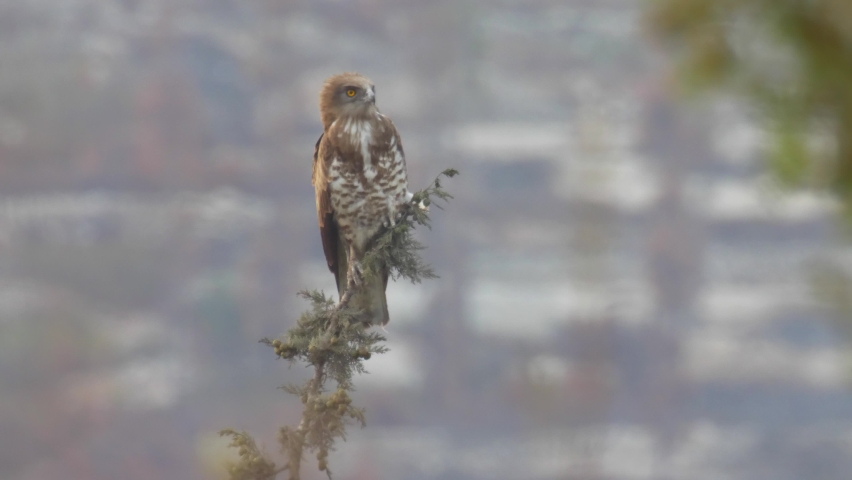 Snake catcher bird Stock Video Footage - 4K and HD Video Clips ...