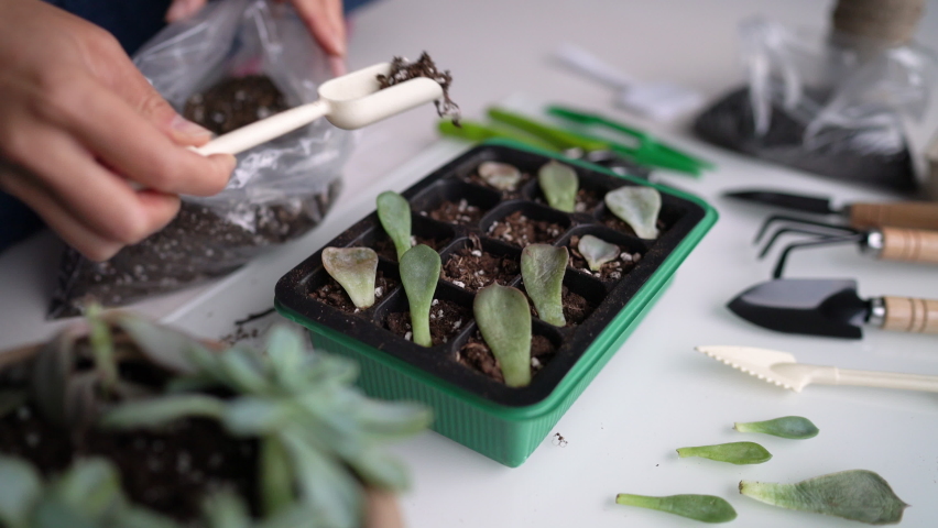 Propagation table Stock Video Footage - 4K and HD Video Clips ...
