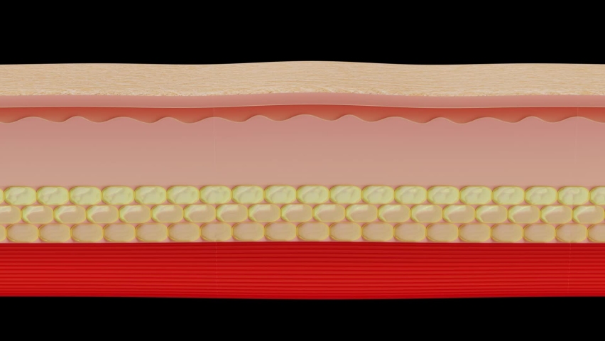 skin layer 3d render illustration animation Stock Footage Video (100% ...