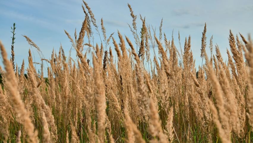 273 Poaceae family Stock Video Footage - 4K and HD Video Clips ...