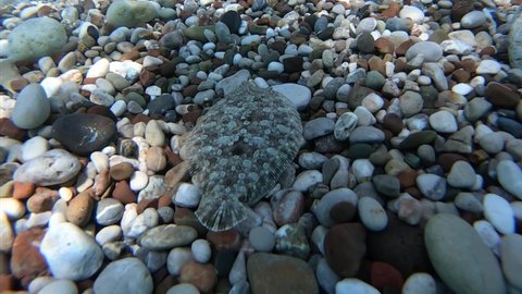 Flounder Flatfish Swimming On Sea Ground Stock Footage Video (100% ...