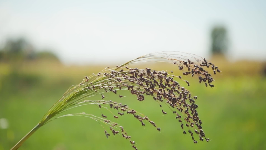 Growing Proso Millet Agriculture Plant Panicum Stock Footage Video (100 ...
