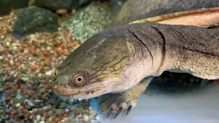 Australian freshwater turtle Stock Video Footage - 4K and HD Video ...