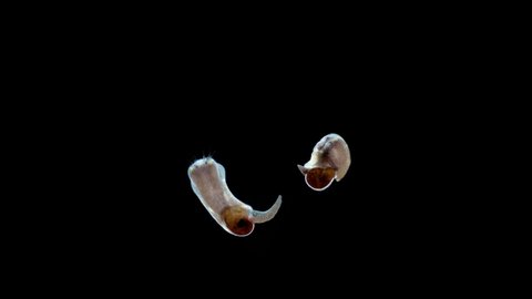 Adult Larva Gastropoda Mollusca Under Microscope Stock Footage Video ...