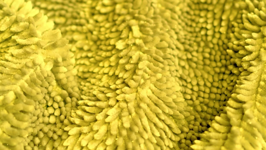 Yellow carpet texture Stock Video Footage - 4K and HD Video Clips ...