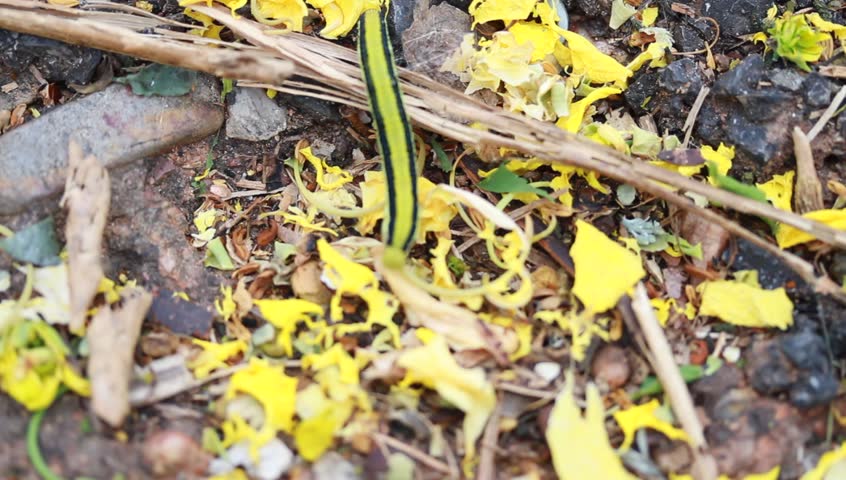 Driver Ants Swarm Over and Stock Footage Video (100% Royalty-free ...