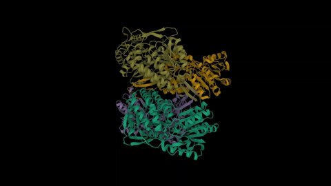Structure Human Aldehyde Dehydrogenase Aldh1a1 Animated Stock Footage ...