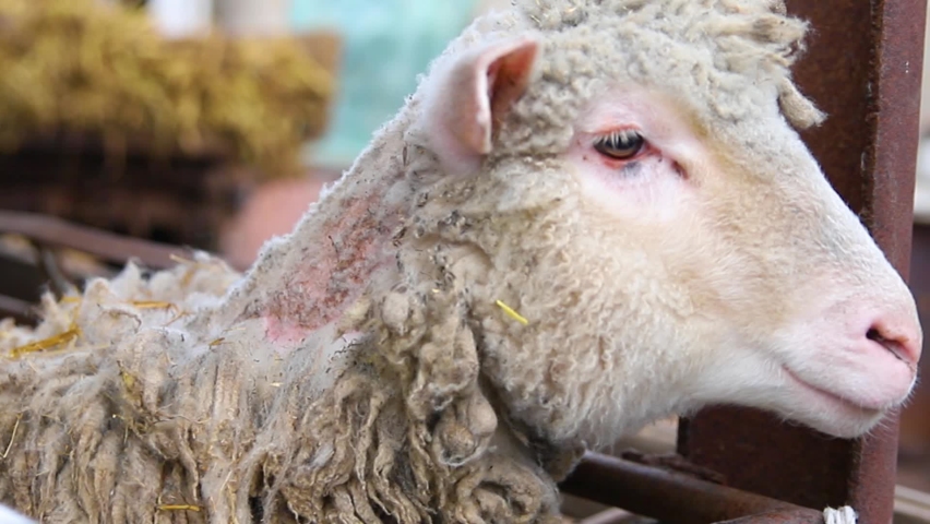 Aries big lamb ram sheep Stock Video Footage - 4K and HD Video Clips ...