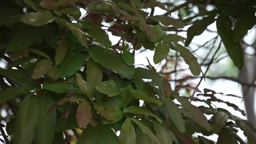 schleichera oleosa also called gum-lac tree Stock Footage Video (100% ...