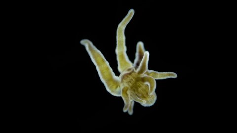 Larva Sea Anemone Actiniaria Under Microscope Stock Footage Video (100% ...