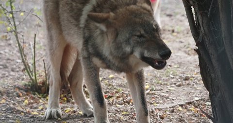 Closeup Adult Gray Wolf Chewing On Stock Footage Video (100% Royalty ...