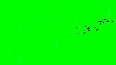 Green screen birds Stock Video Footage - 4K and HD Video Clips ...