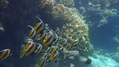 Tropical Fish Coral Reefs Warm Sea Stock Footage Video (100% Royalty ...